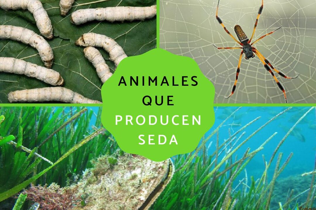 Qué tipos de seda existen: Descubre las variedades y usos